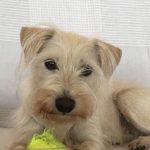 Dogsie – rozdáváme radost