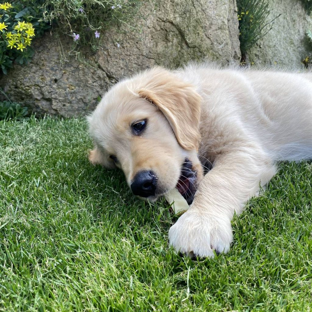 Dogsie - psí radost