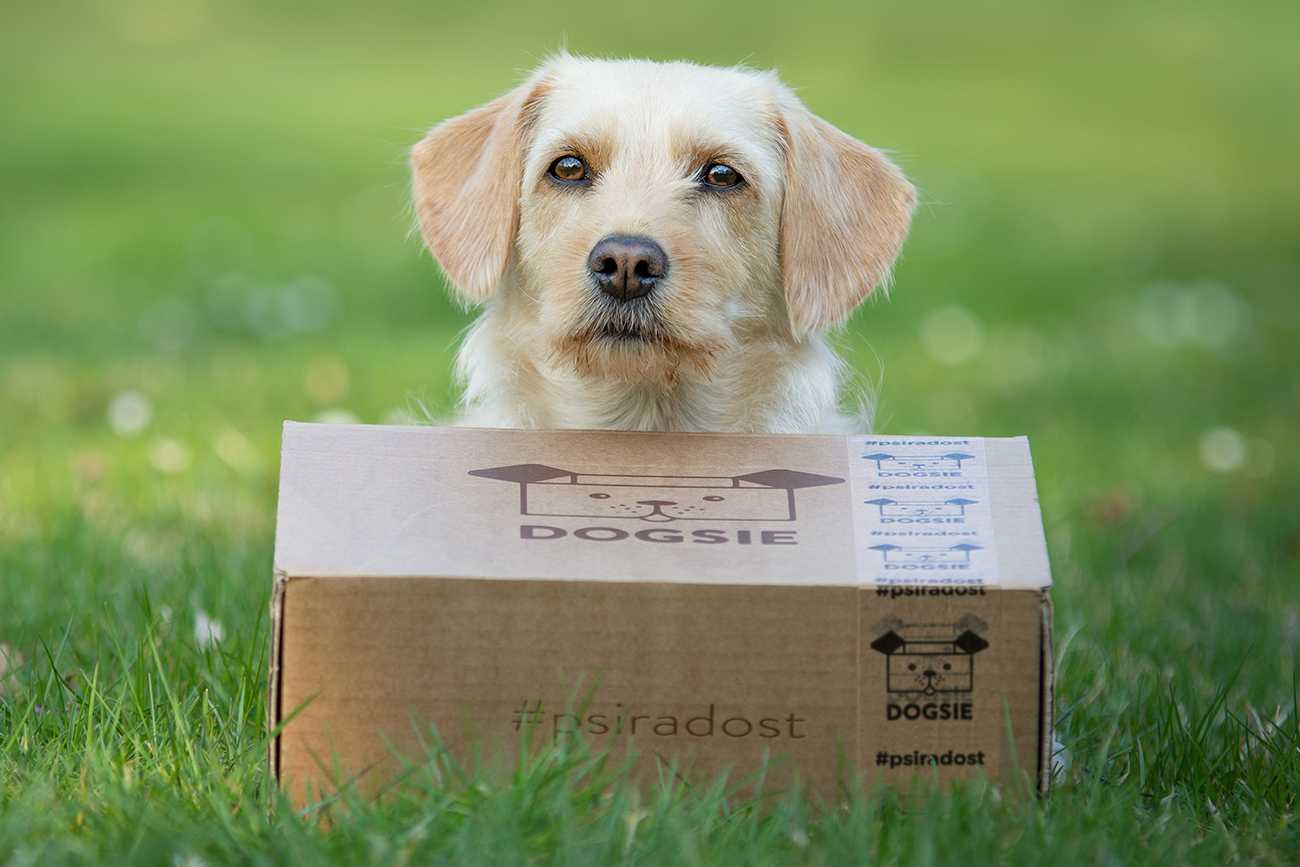 Dogsie – psí radost