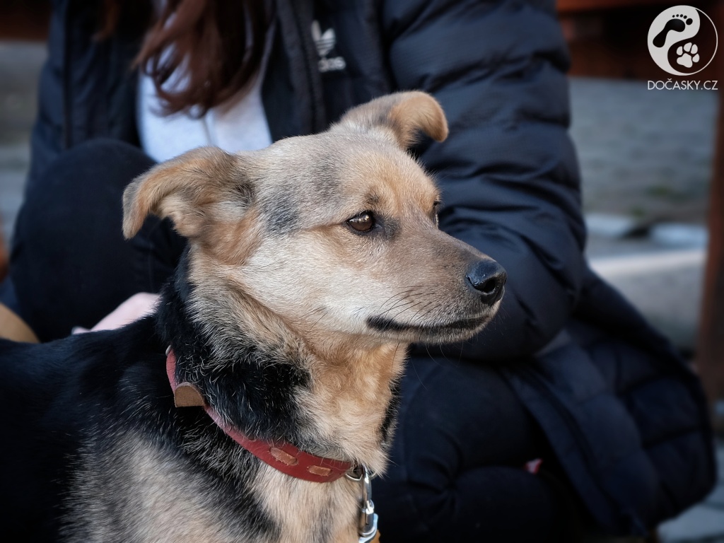 Čertík alias Jerry - Dogsie