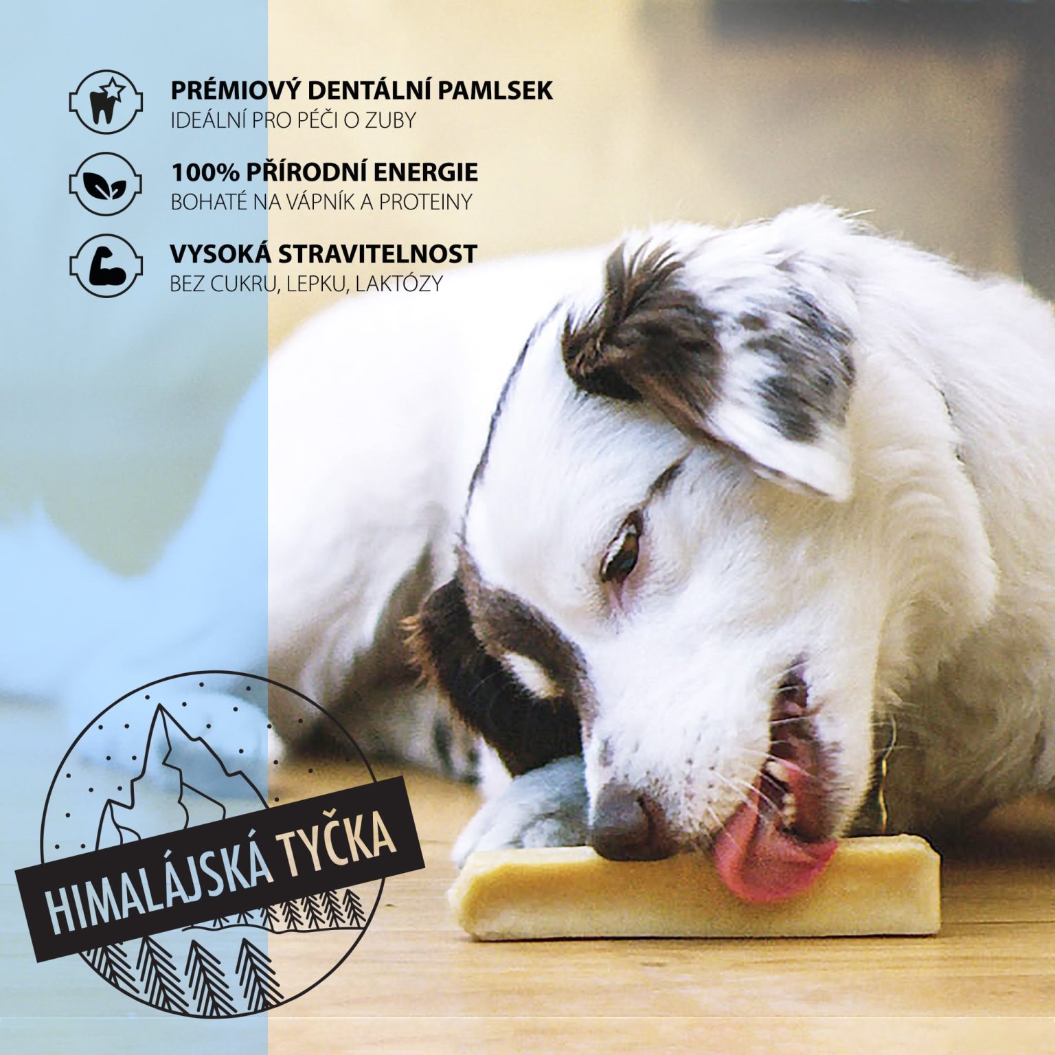 Dogsie - psí radost