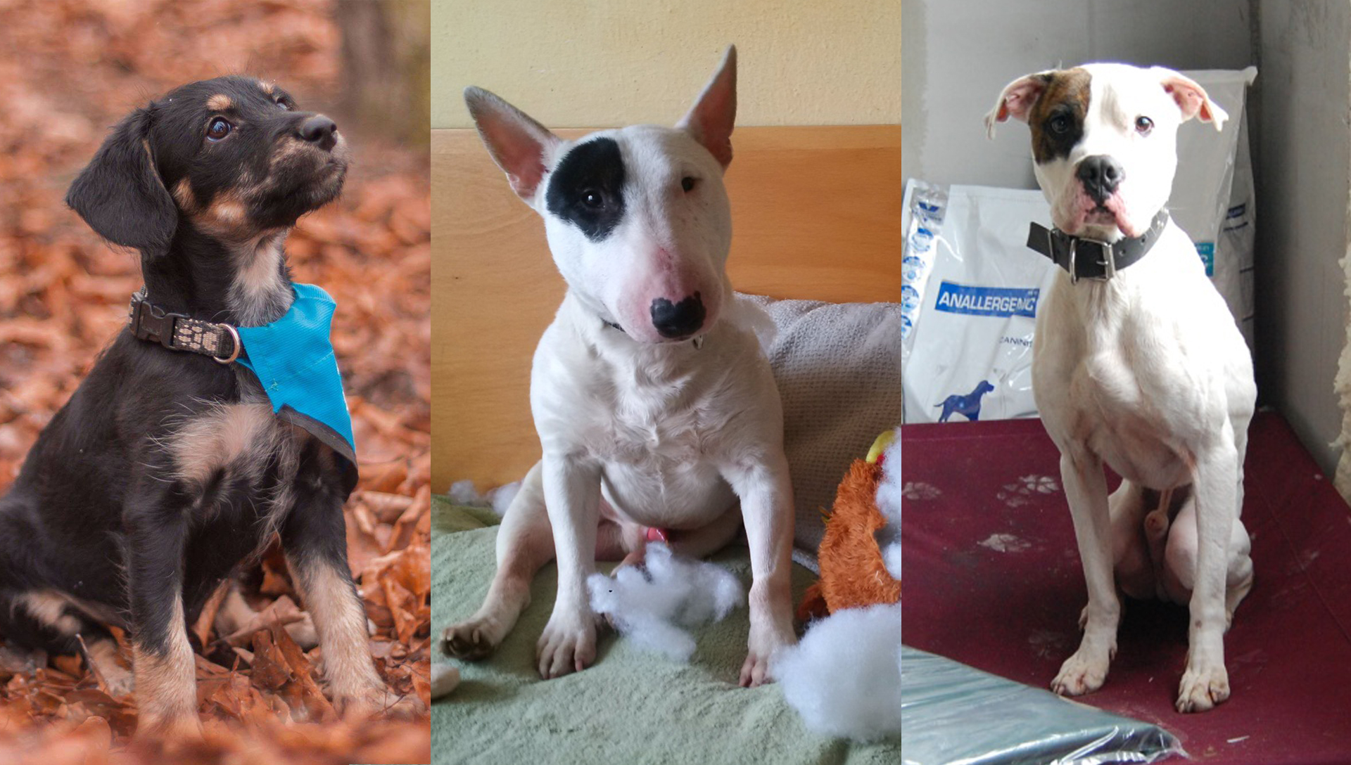 Štěňátka z ubytovny, Herry a Aron - Dogsie