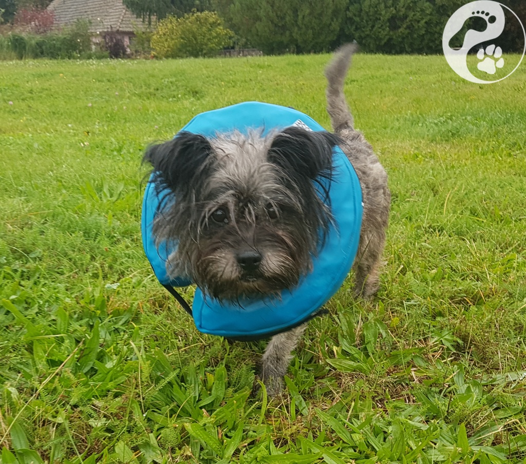 Zachráněná víla Amálka - Dogsie