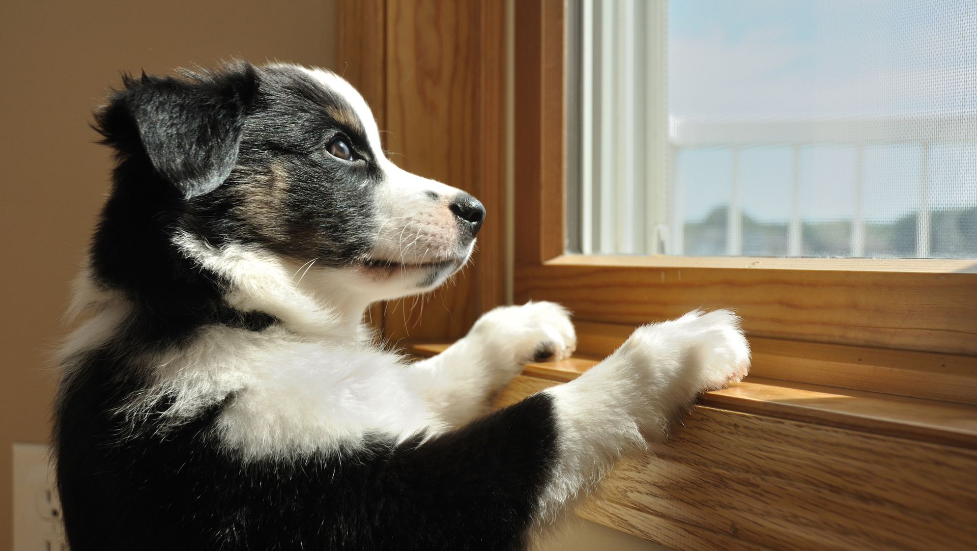 Zabavte se spolu: 6 tipů na domácí aktivity s pejskem - Dogsie