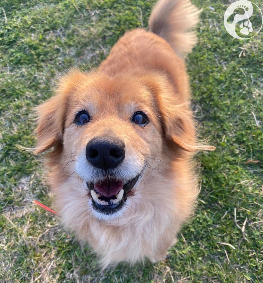 Freddie od silnice - Dogsie