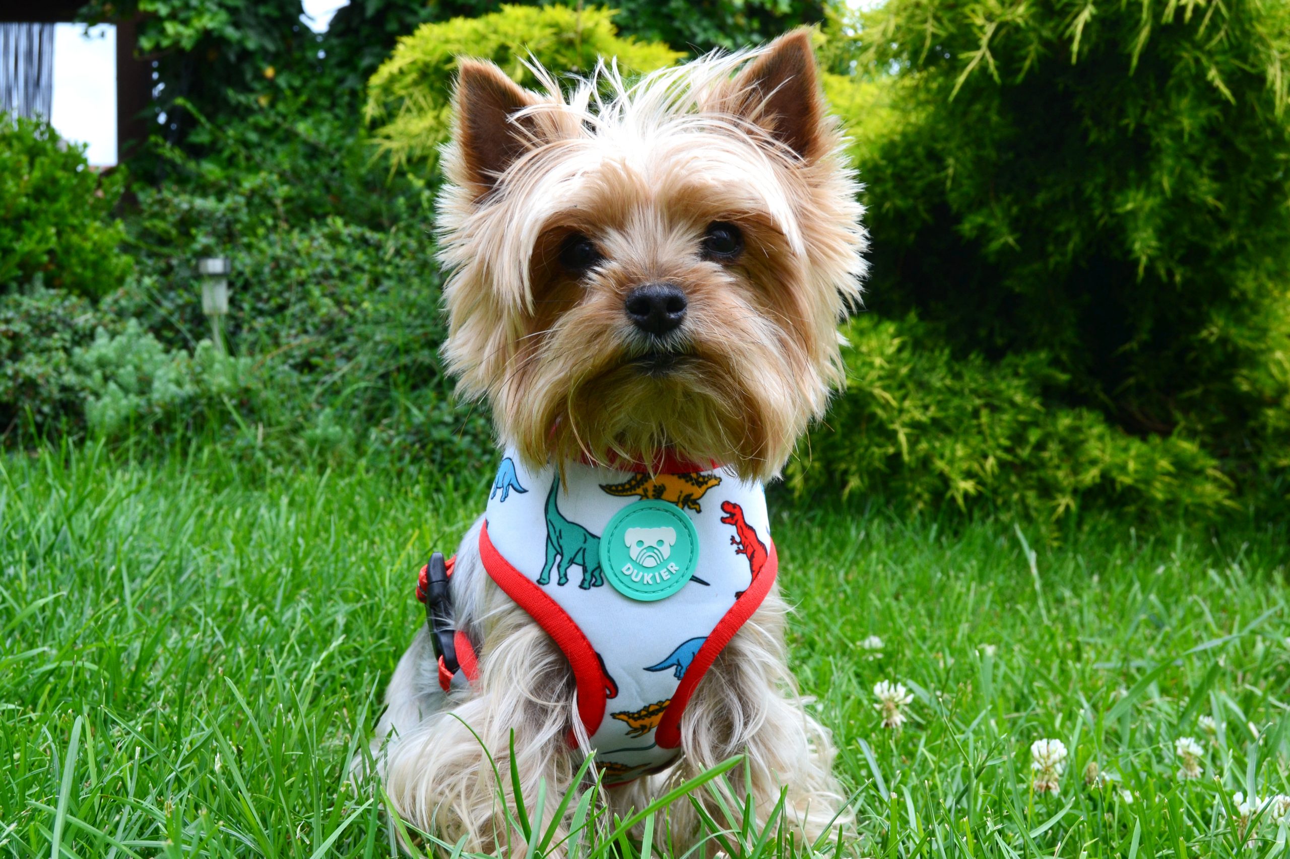 VYZKOUŠELI JSME ZA VÁS: COOLPES - Veselá výbava pro pejsky - Dogsie