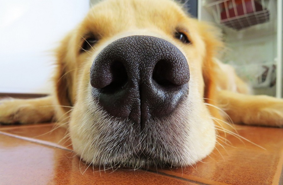 Proč mají psi excelentní čich? - Dogsie