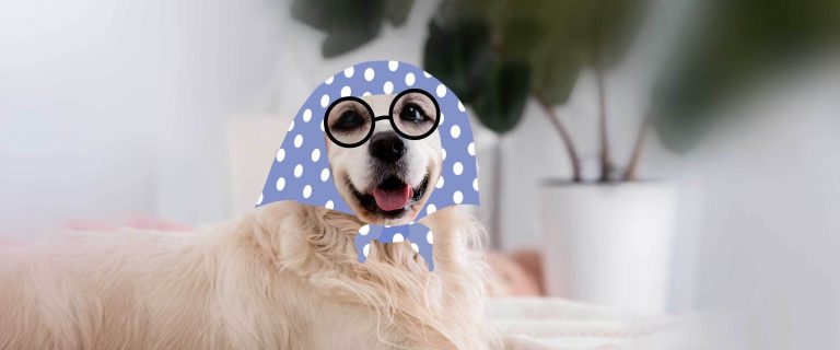 Dogsie - psí radost