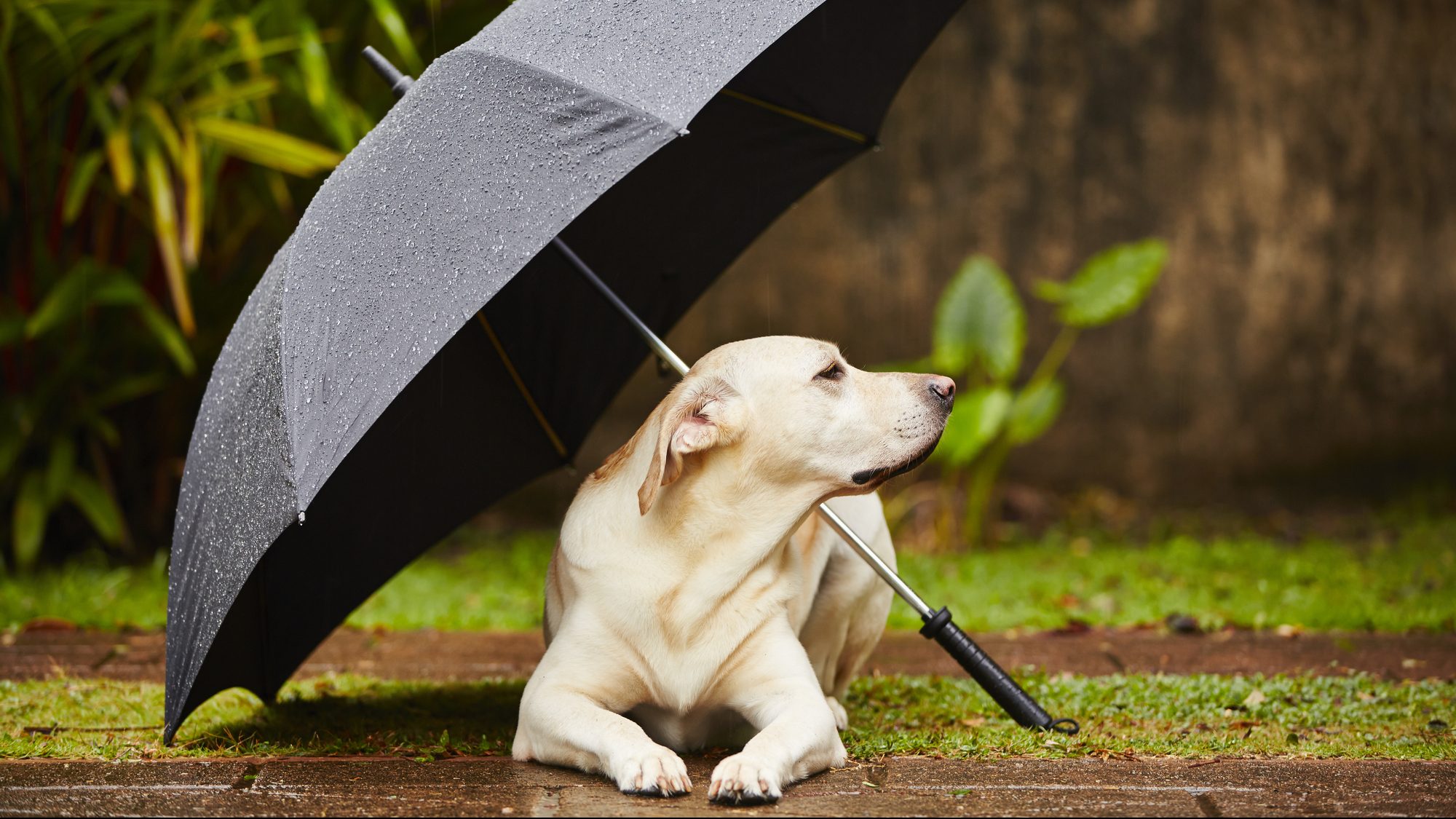 Proč mají psi strach z bouřky? A jak jim můžeme pomoci? - Dogsie