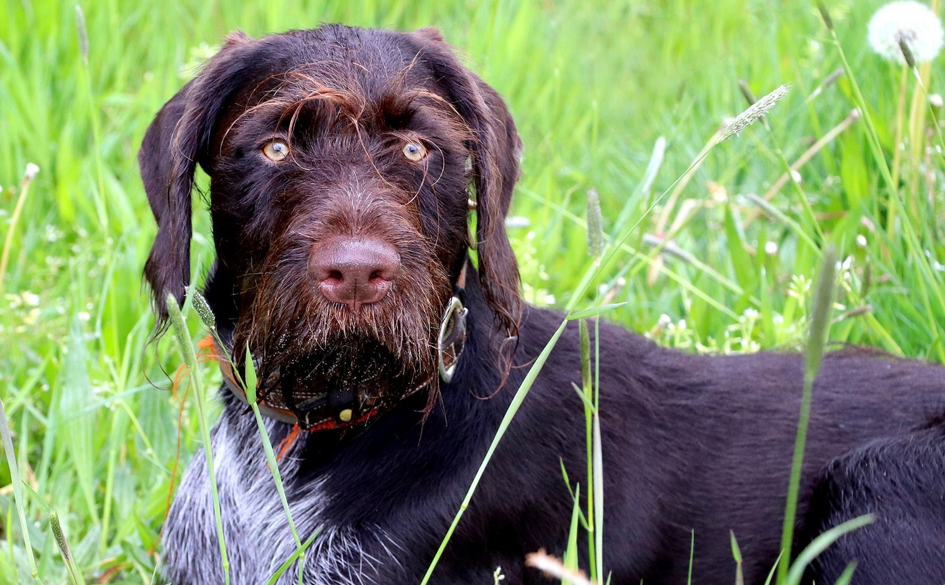Lovecká plemena a jejich využití - Dogsie